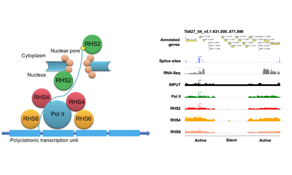 Research: Prof. Dr. Isabel Roditi - Institute of Cell Biology