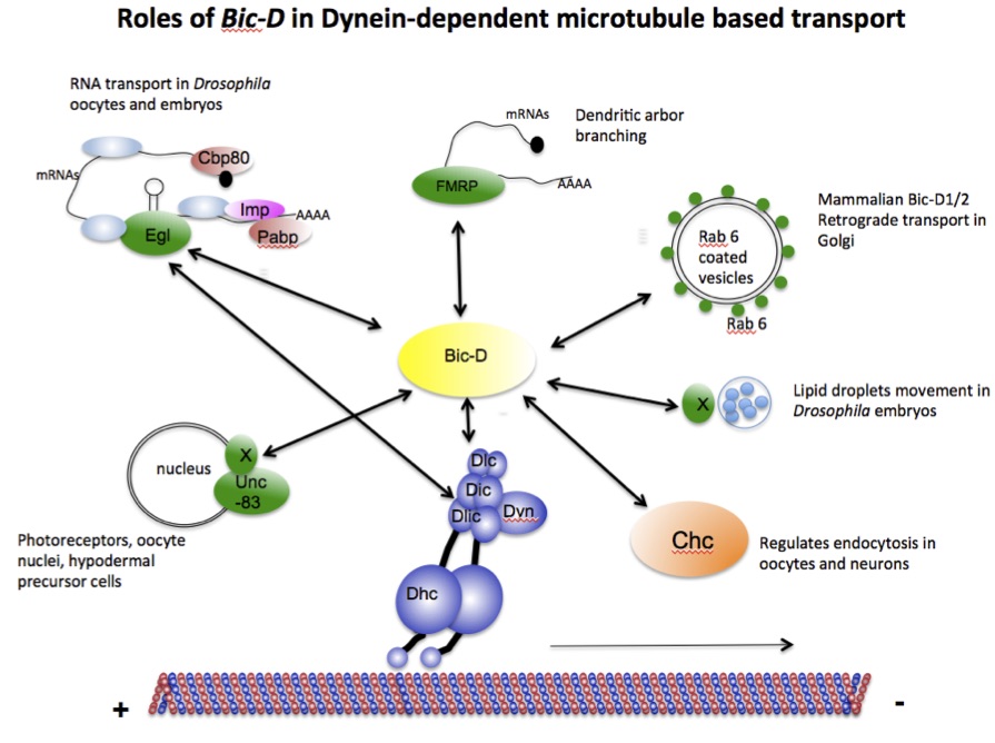 Research: Prof. Dr. Beat Suter - Institute of Cell Biology